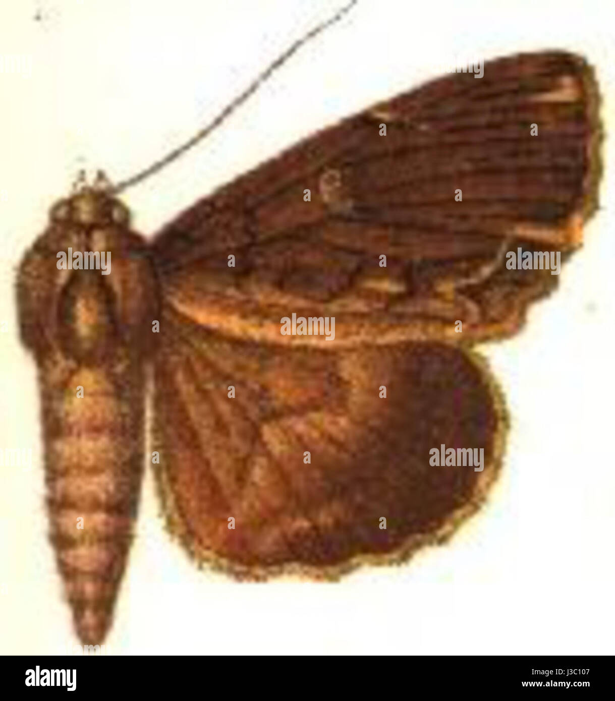 Ercheia umbrosa hi-res stock photography and images - Alamy