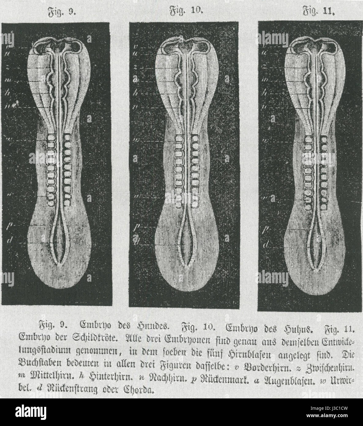 Laboratory for anatomy and embryology hi-res stock photography and ...