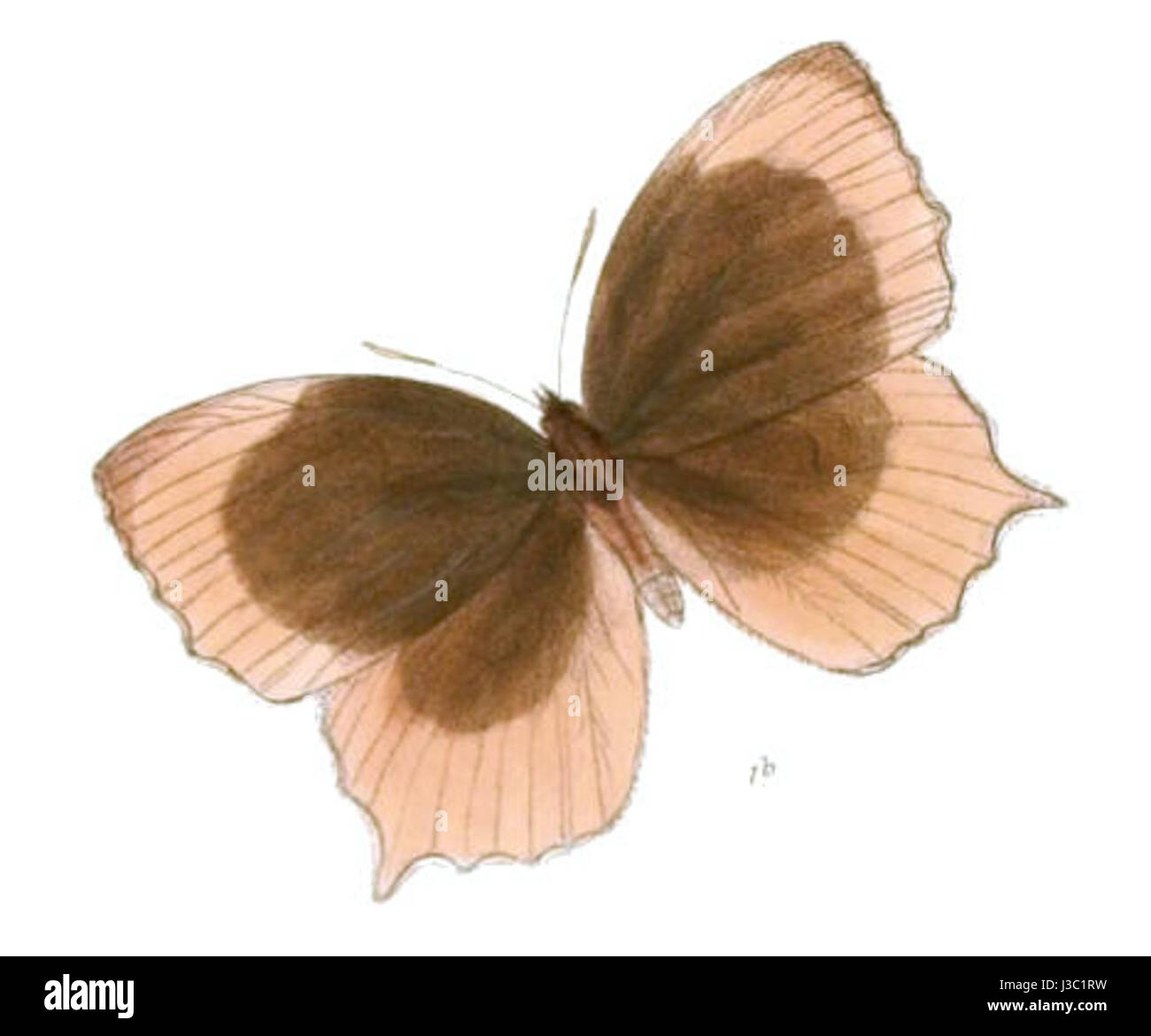 This image depicts Elymnias obnubila, a butterfly species in the family ...