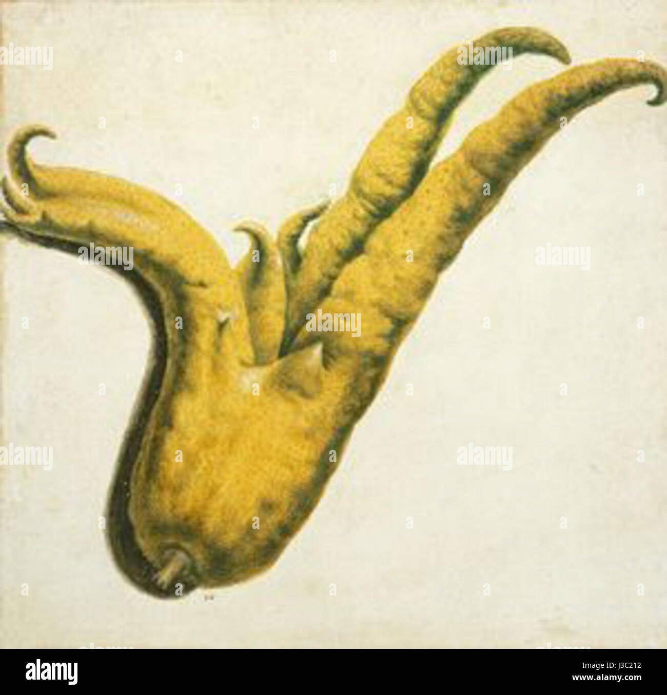 Digitated hi-res stock photography and images - Alamy