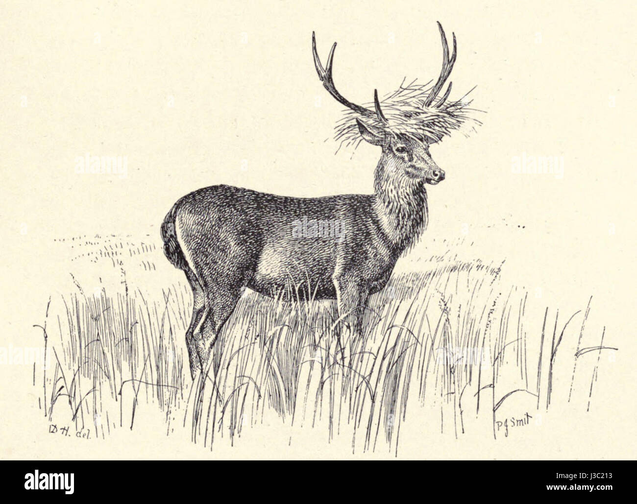 Rusa deer drawing hi-res stock photography and images - Alamy