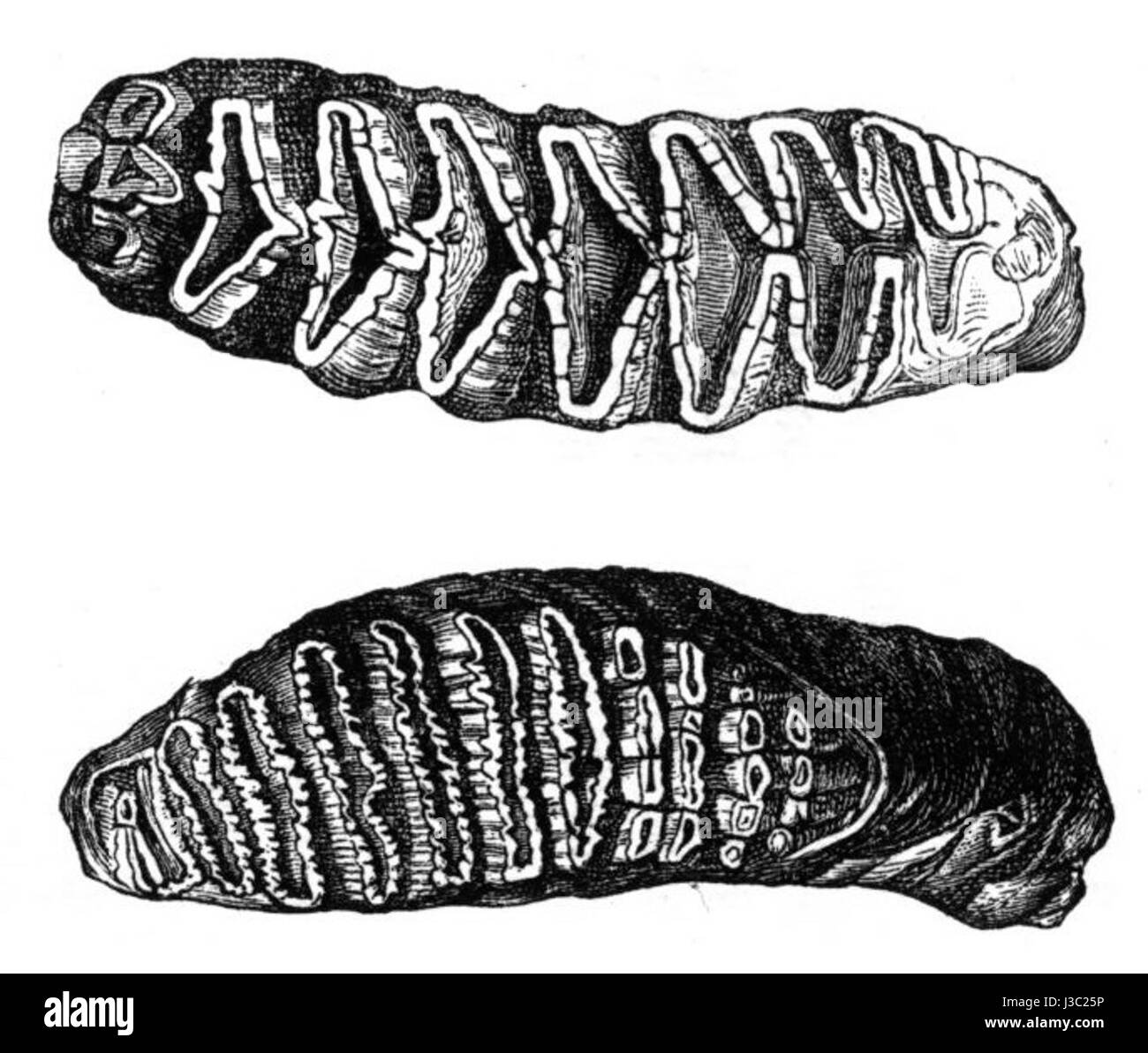 'Elefantenzaehne' refers to elephant teeth, possibly depicted in a ...