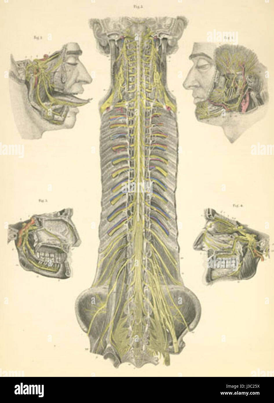 Dr Bock plate27 Stock Photo - Alamy