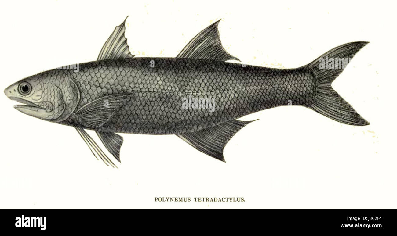 Eleutheronema tetradactylum, commonly known as the four-finger ...