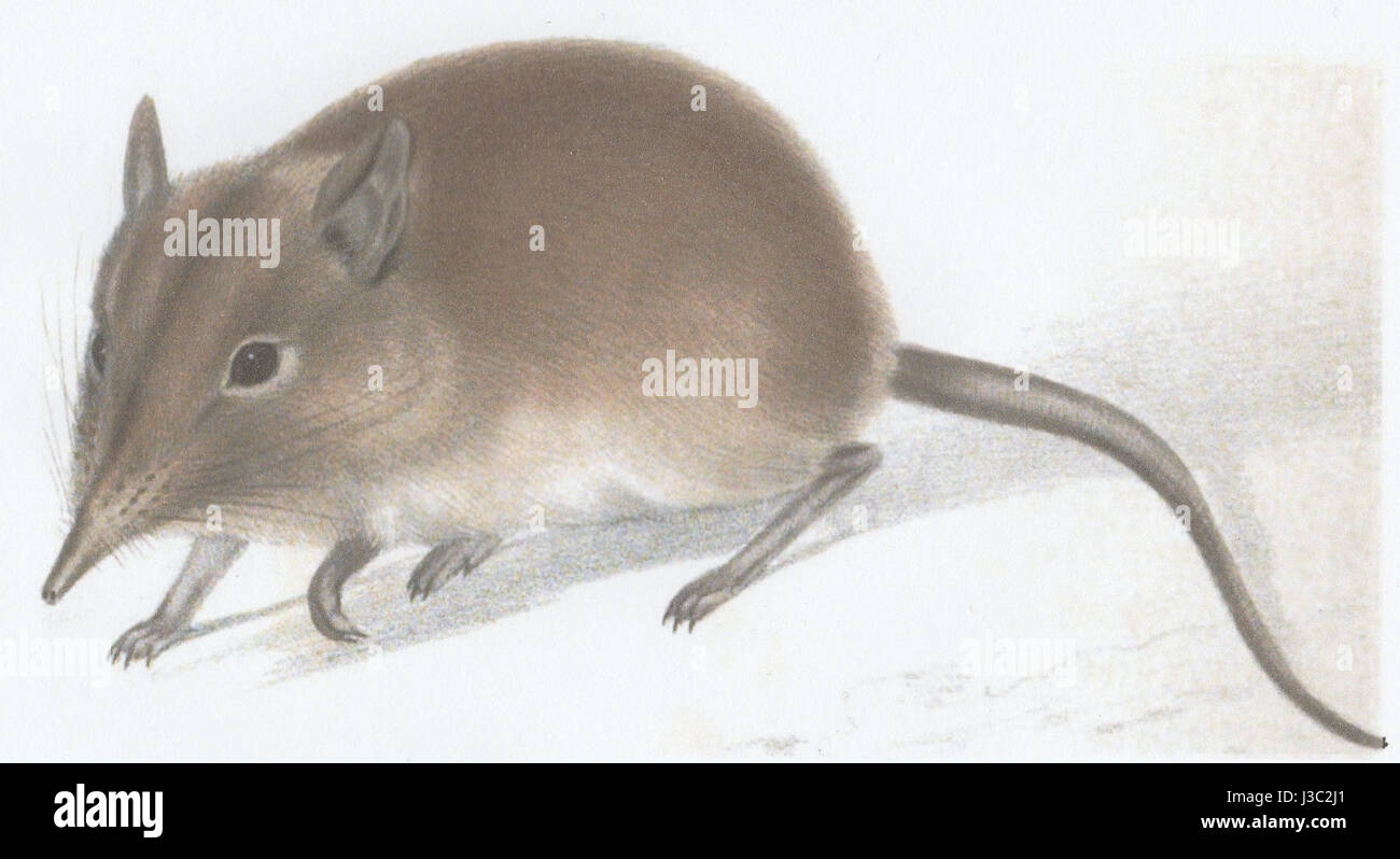 Species of shrew hi-res stock photography and images - Alamy