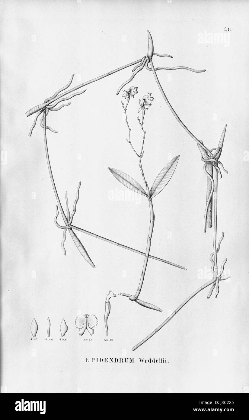 Epidendrum genus hi-res stock photography and images - Alamy
