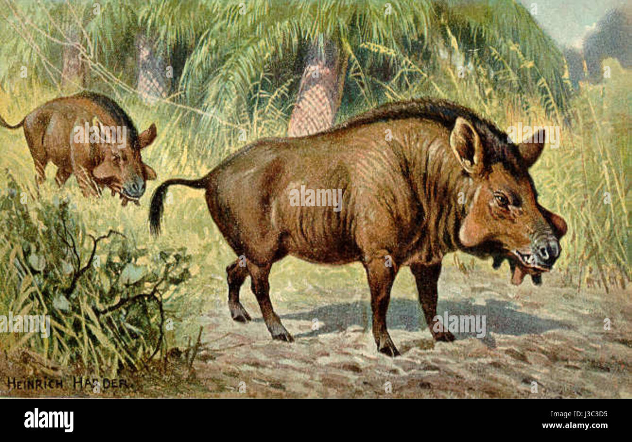This illustration depicts Entelodon, an extinct genus of pig-like ...
