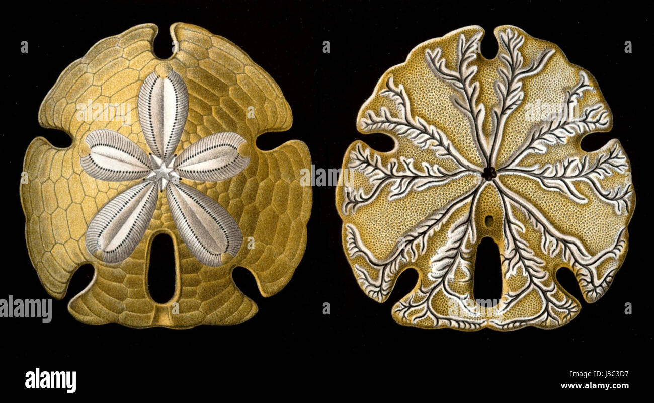 Encope High Resolution Stock Photography and Images - Alamy