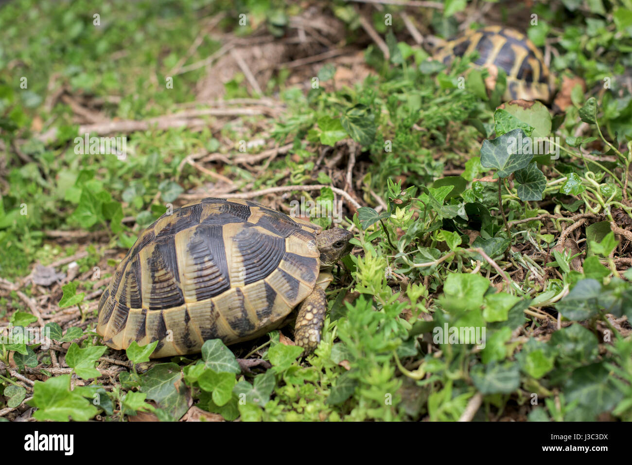 Sulcata tortoises hi-res stock photography and images - Alamy