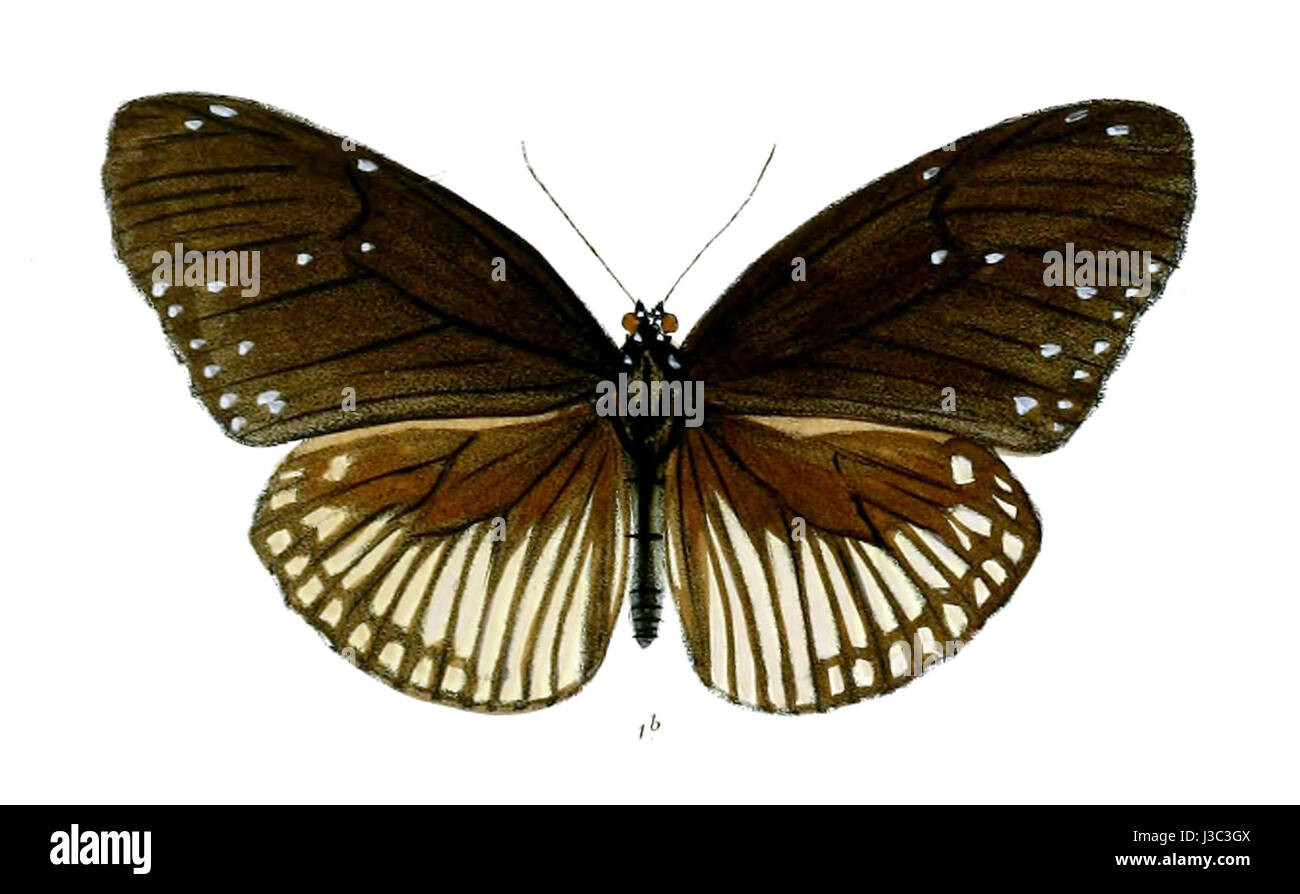 A scientific illustration of Euploea alcathoe, a species of butterfly ...
