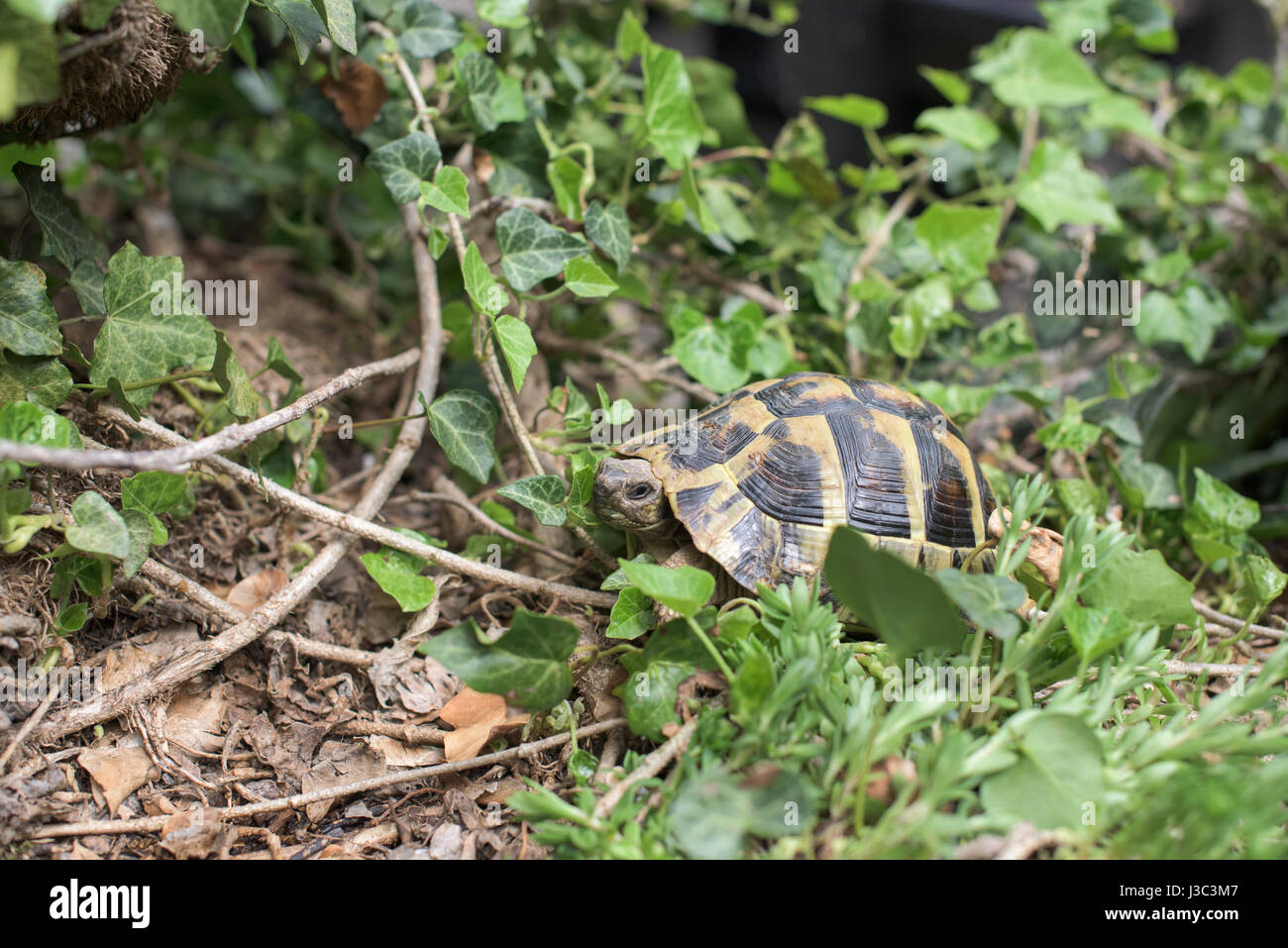 Small Terrestrial tortoise in a grass- closeup Stock Photo - Alamy