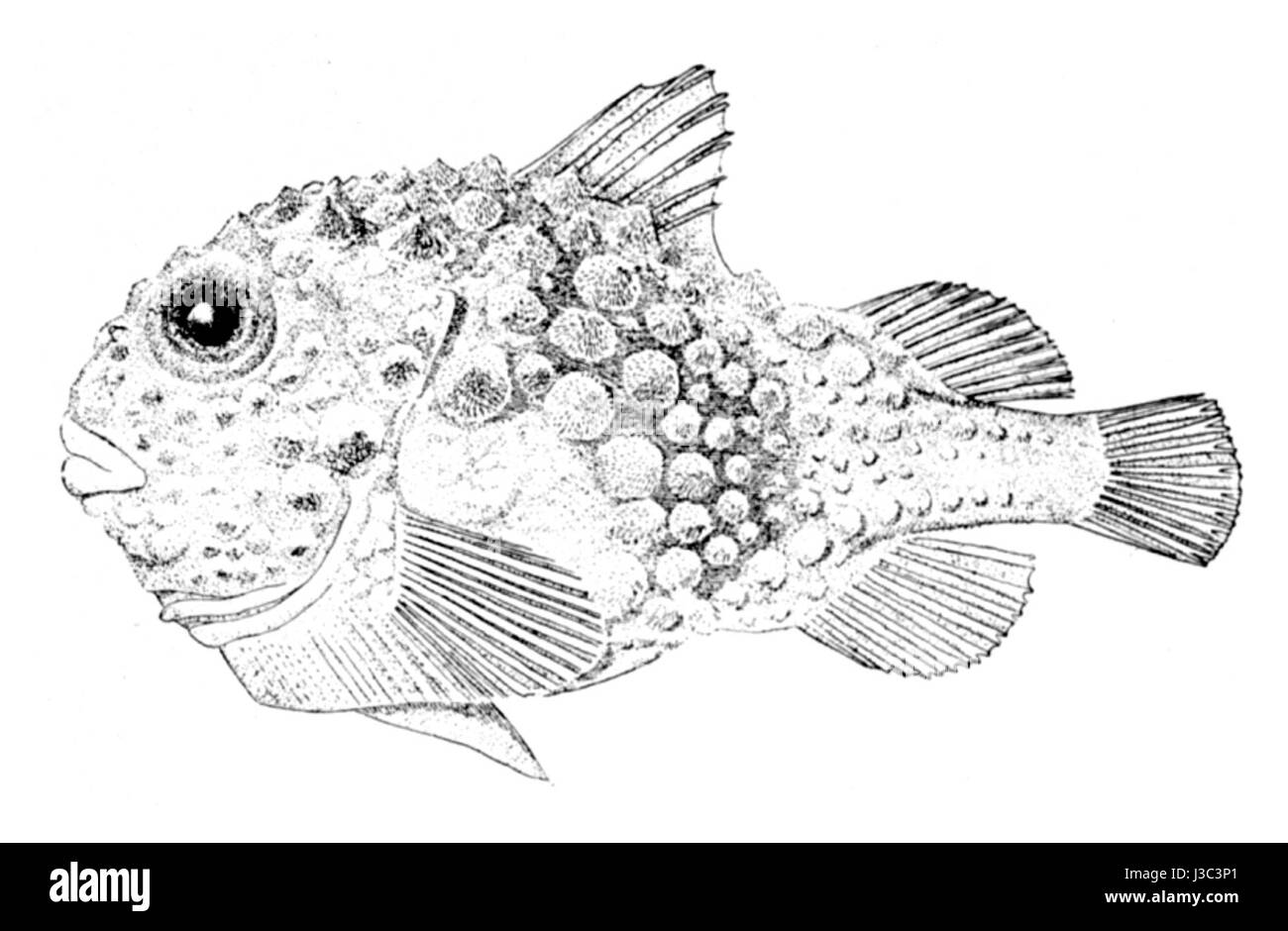 Spiny forms hi-res stock photography and images - Alamy