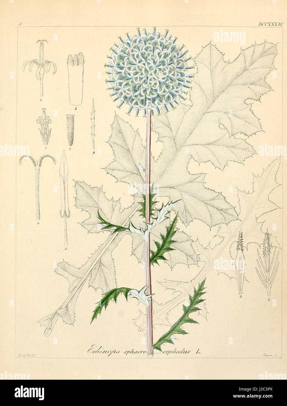 Echinops sphaerocephalus ssp. sphaerocephalus is a subspecies of the ...