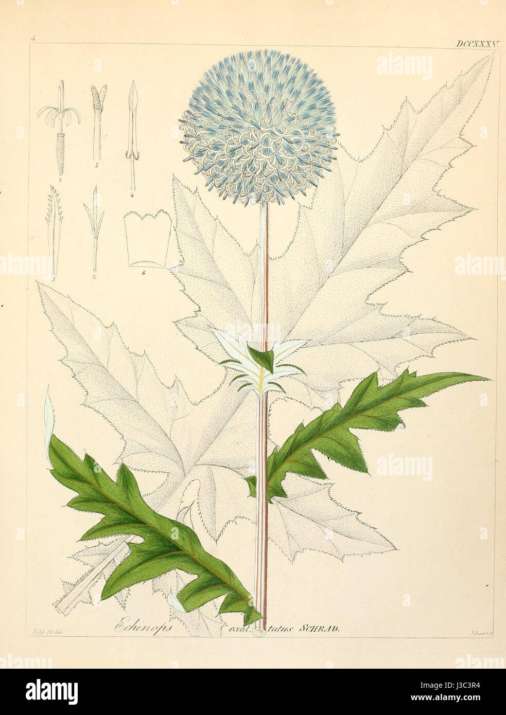 Echinops exaltatus is a species of flowering plant from the Asteraceae ...