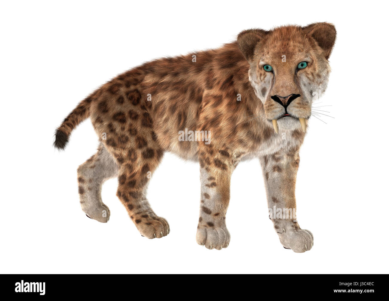 White Saber Toothed Tiger