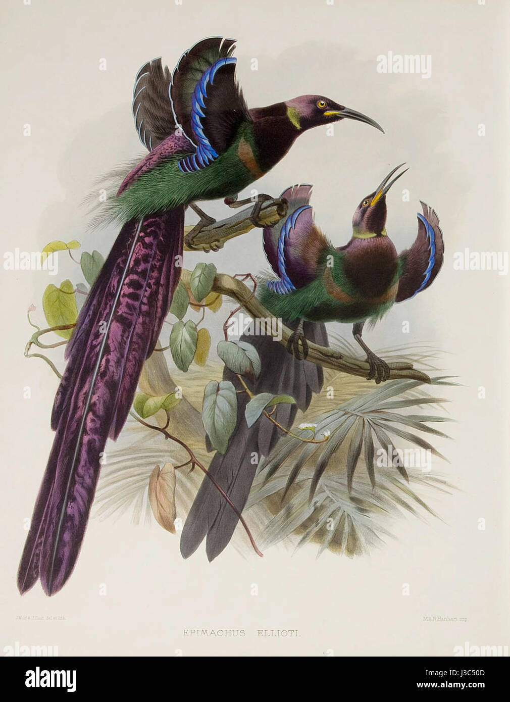 Ellioti hi-res stock photography and images - Alamy