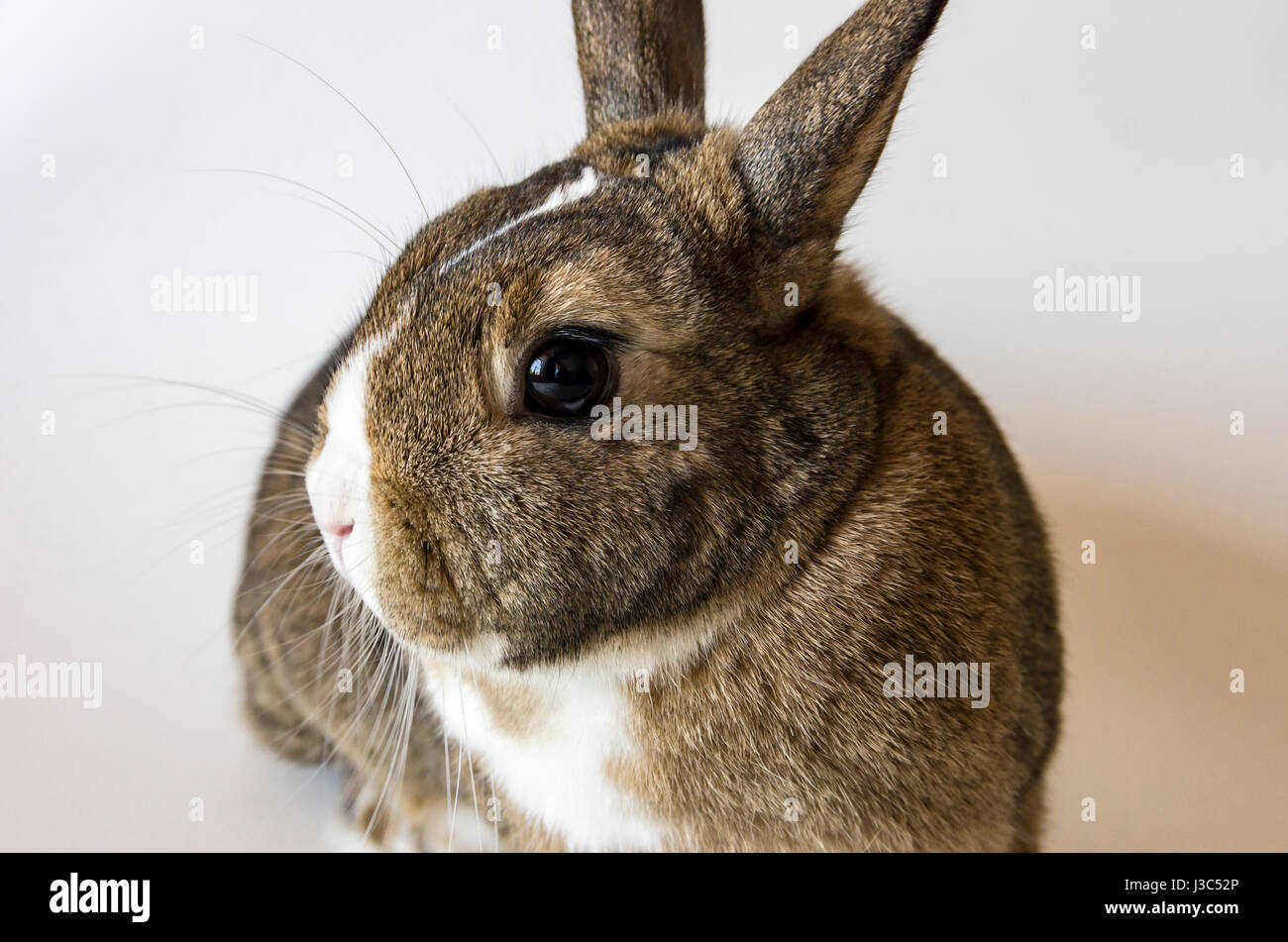 A rabbit, a pygmy rabbit, an agouti Netherland Dwarf isolated against ...