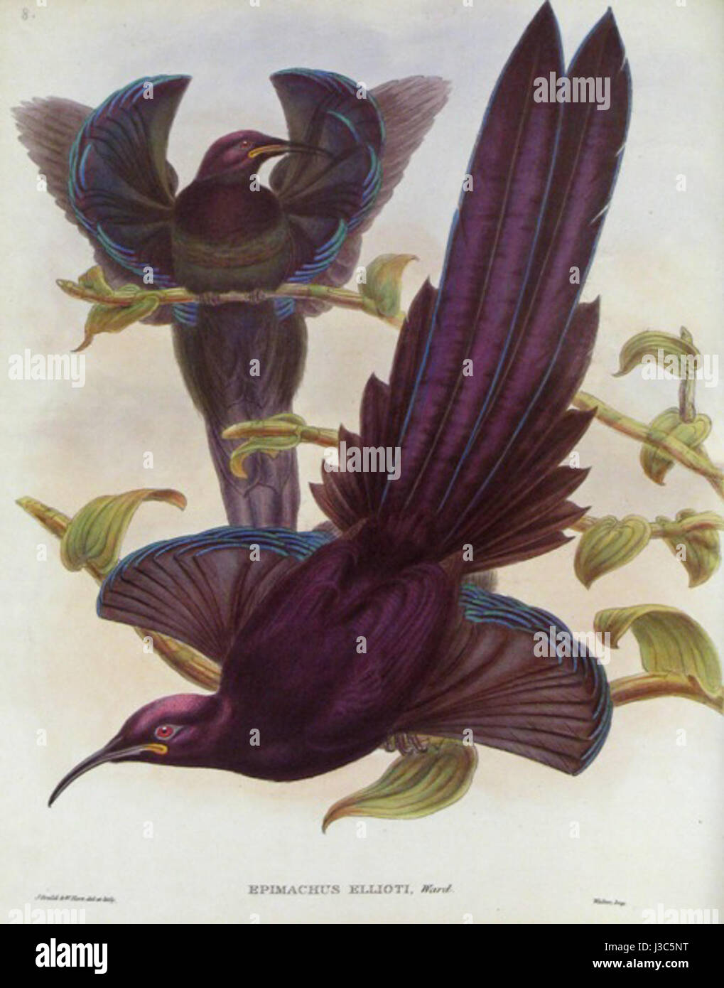 Elliot's Bird of Paradise Stock Photo - Alamy