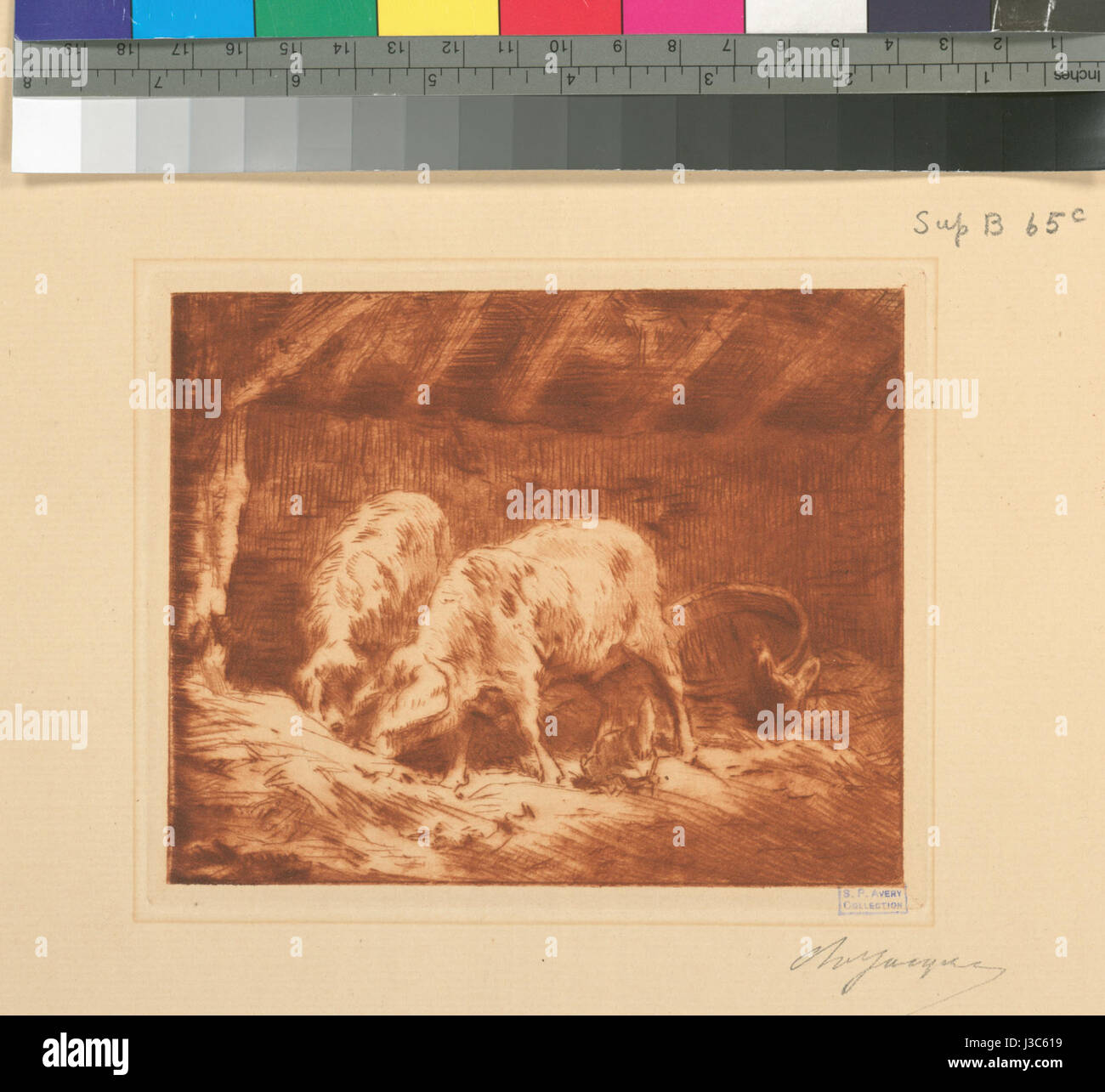 Pigs landscapes hi-res stock photography and images - Alamy