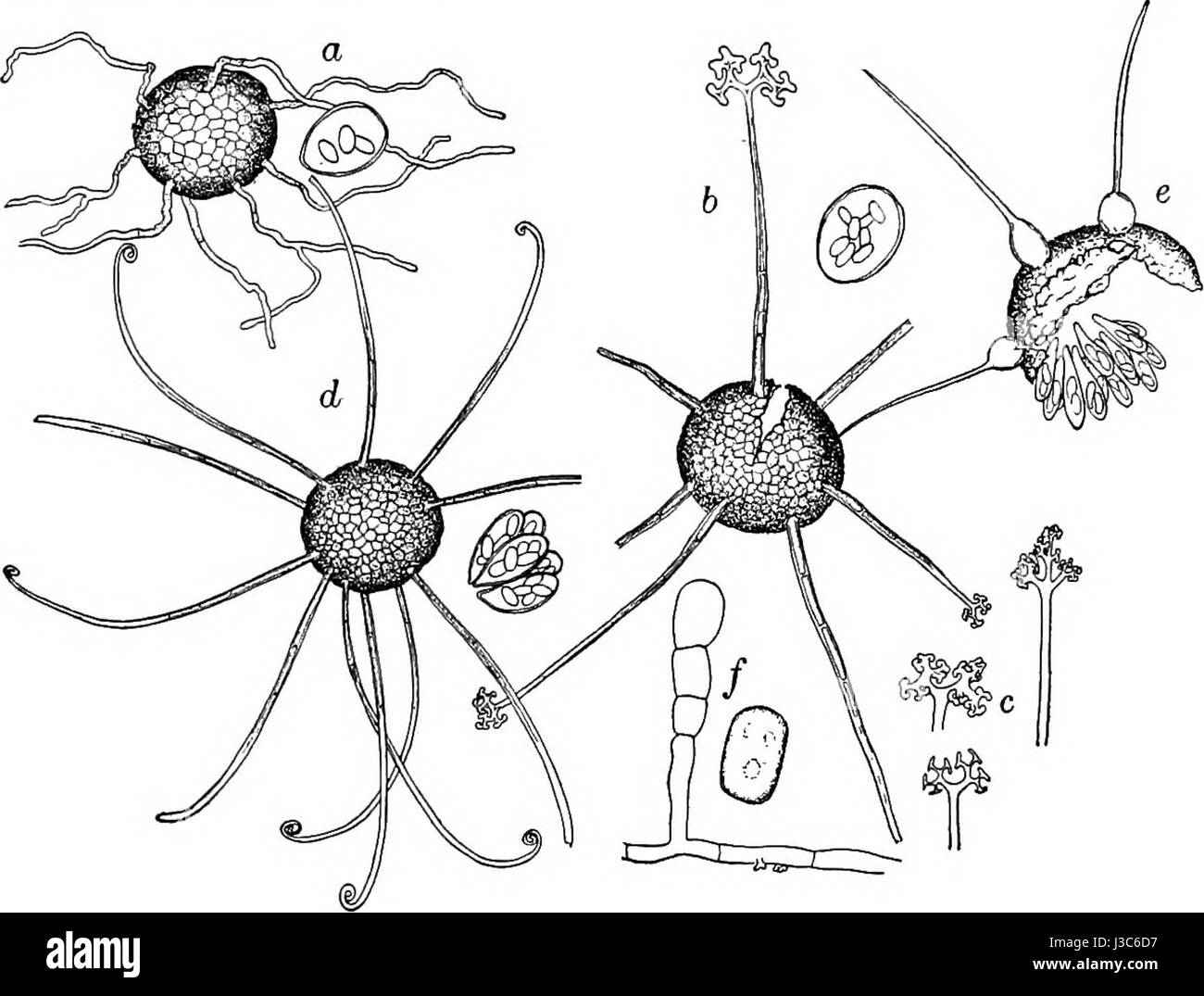 Erysiphe necator is a fungal species responsible for powdery mildew, a ...