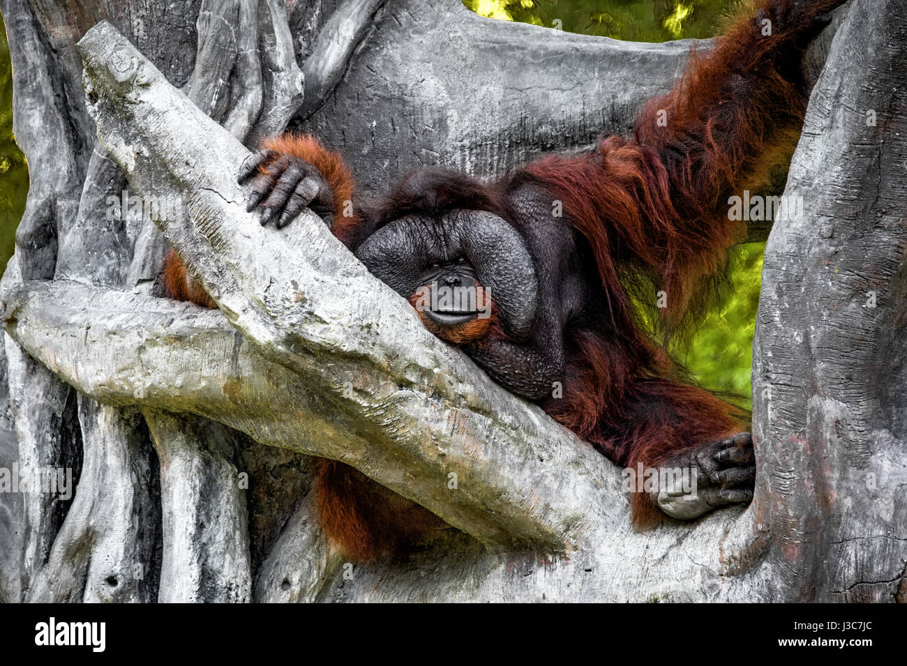 Big redhead hairy male orangutan with large cheek sits on a large tree ...
