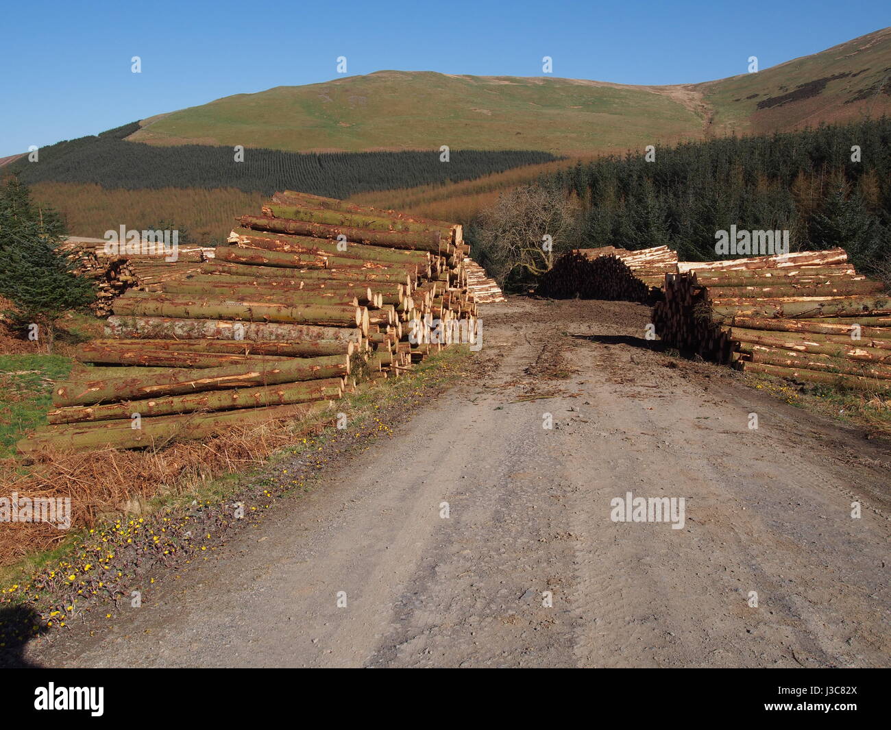 Timber stacks, Whinlatter Forest, Lake District, Cumbria, United ...