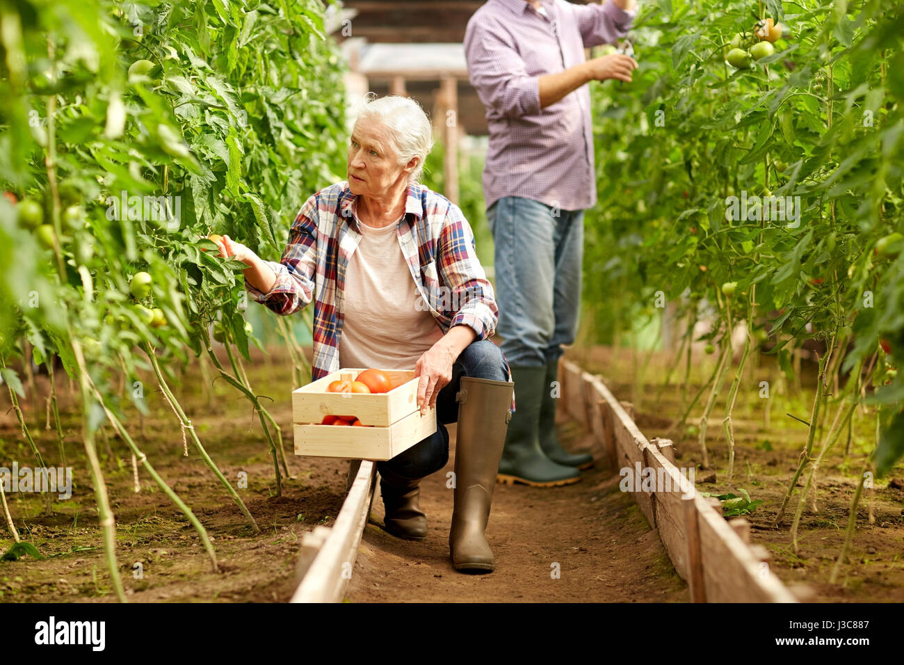 old woman picking tomatoes up at farm greenhouse Stock Photo - Alamy