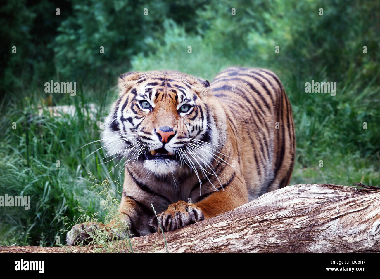 Sumatra tiger hi-res stock photography and images - Alamy