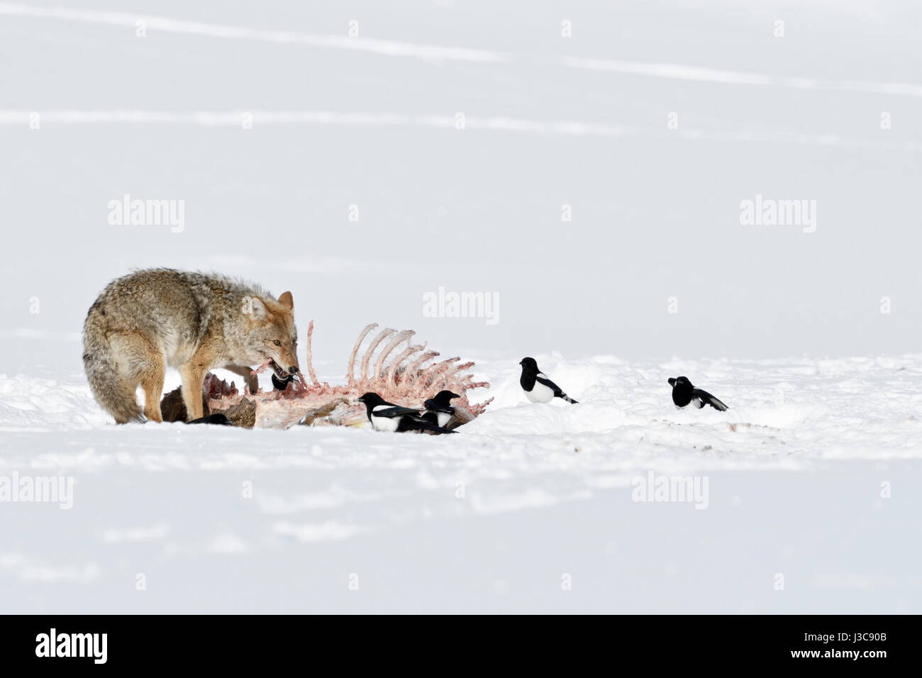 Coyote eating hi-res stock photography and images - Alamy