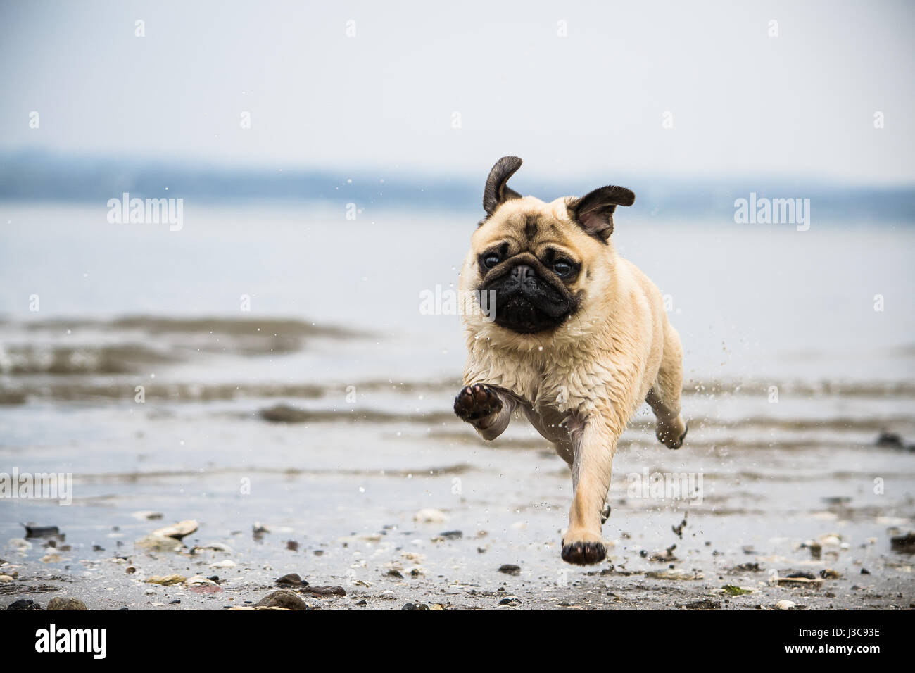Pug at beach hi-res stock photography and images - Alamy