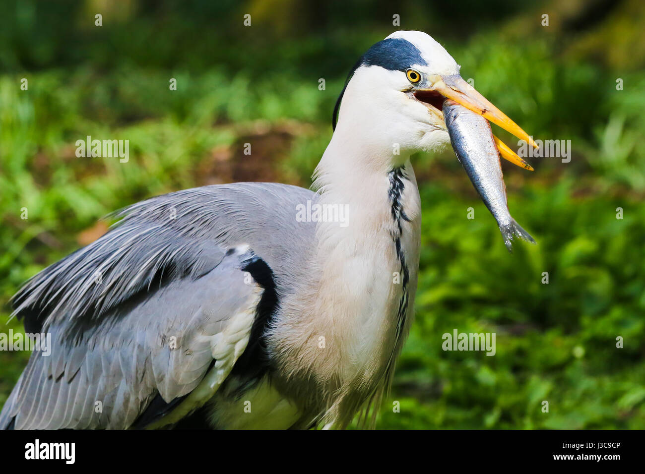 Heron catches a fish in St James Park, London. Featuring: Atmosphere ...