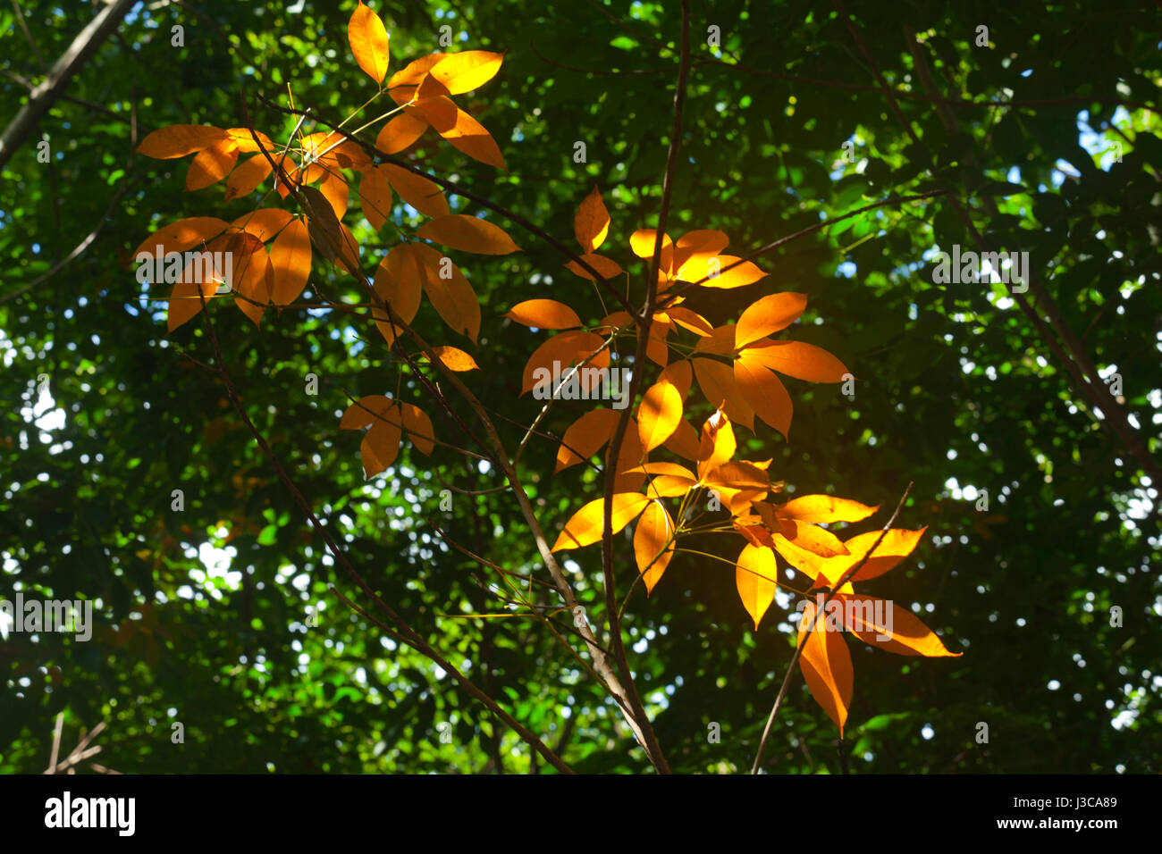 Rubber tree leaves hi-res stock photography and images - Alamy