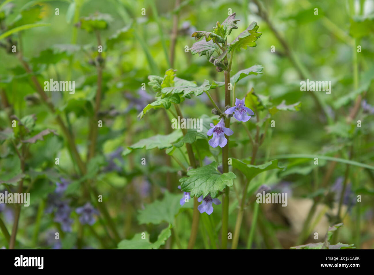 Blue flowering flowering ground ivy Stock Photo - Alamy