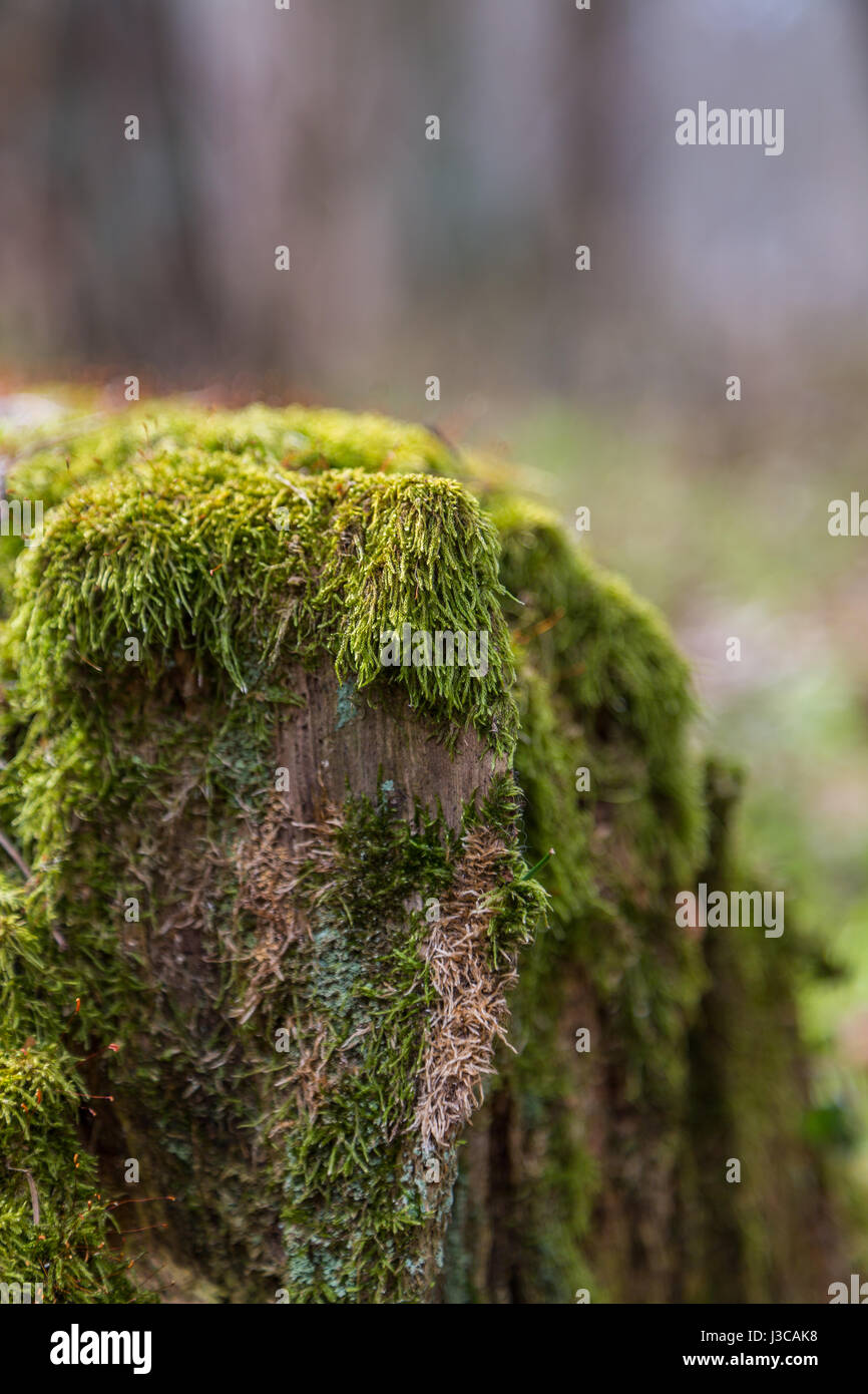 Moss on rotting tree stump hi-res stock photography and images - Alamy