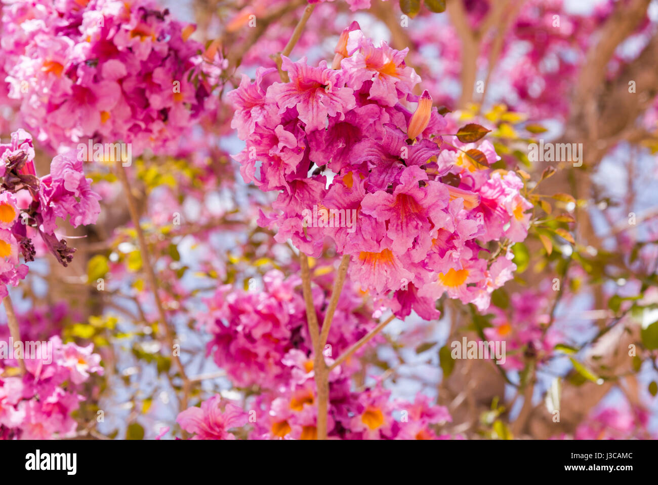 Pink ipe or pink lapacho, Tabebuia avellanedae or Handroanthus ...