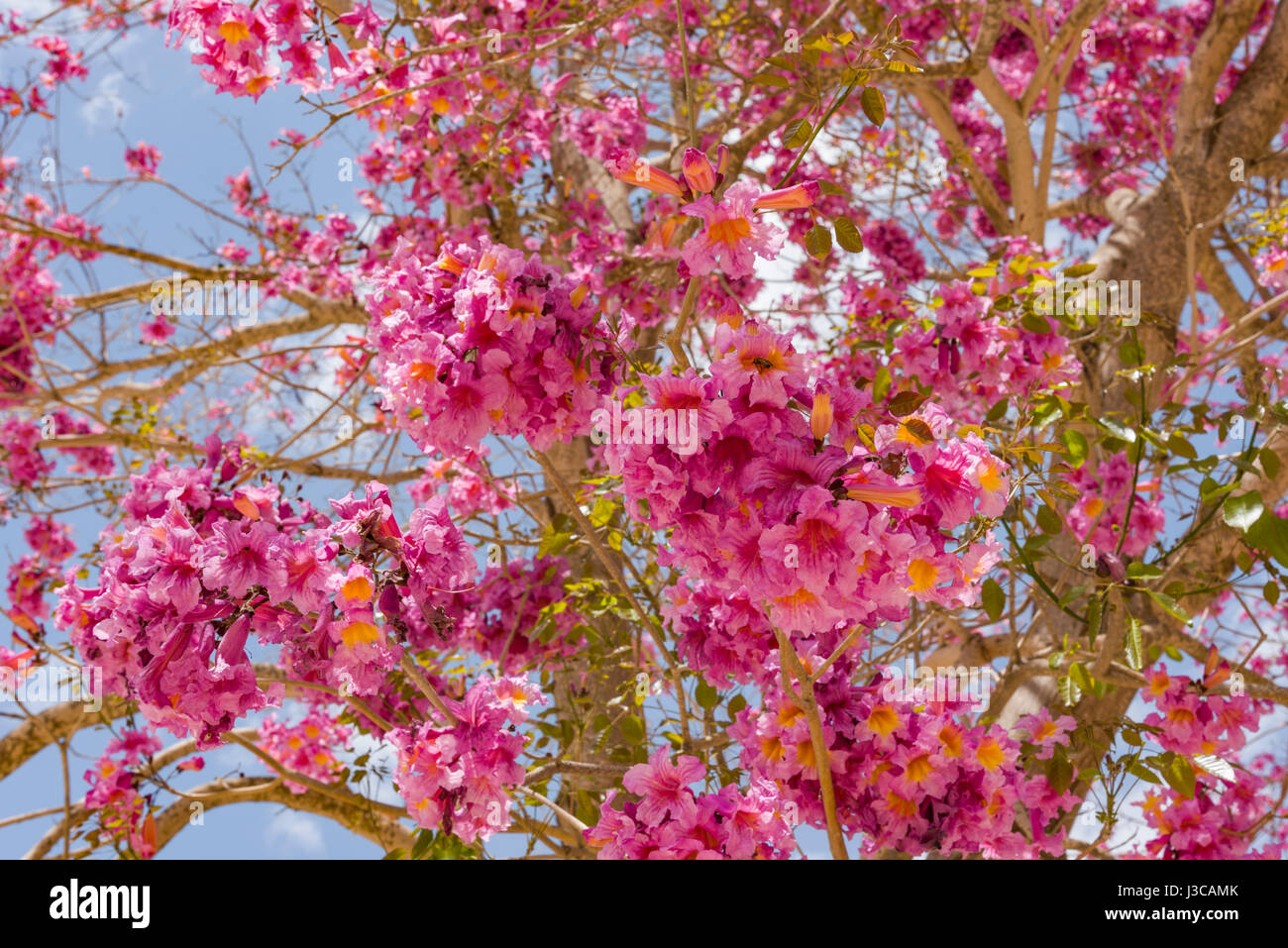 Pink ipe or pink lapacho, Tabebuia avellanedae or Handroanthus ...