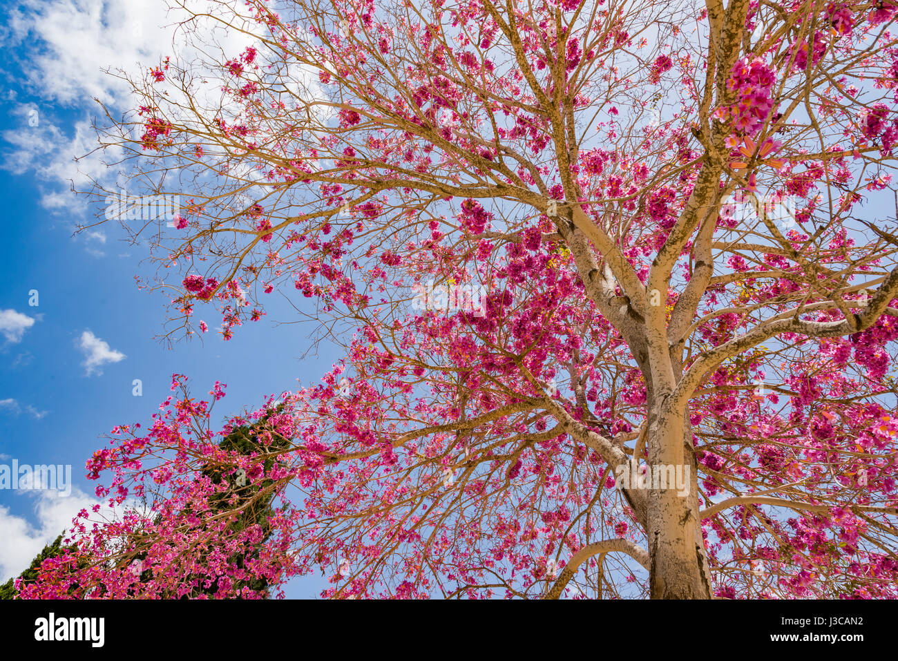 Pink ipe or pink lapacho, Tabebuia avellanedae or Handroanthus ...
