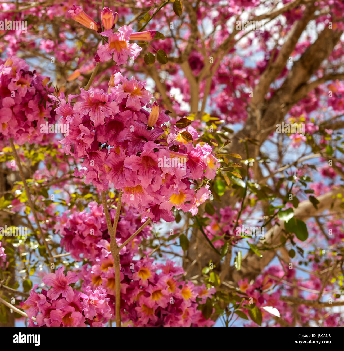 Pink ipe or pink lapacho, Tabebuia avellanedae or Handroanthus ...