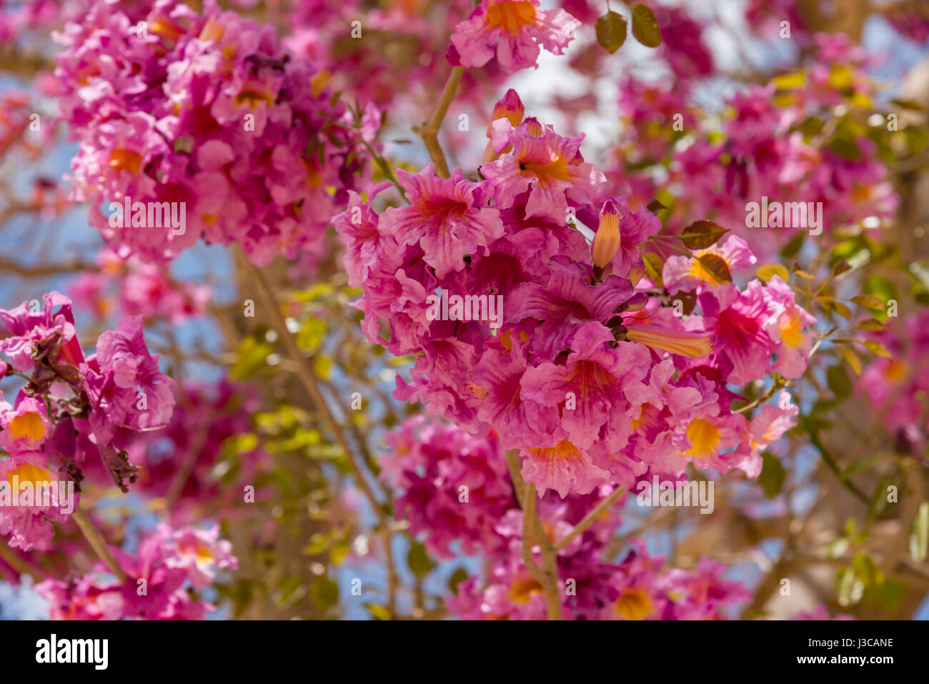 Pink ipe or pink lapacho, Tabebuia avellanedae or Handroanthus ...