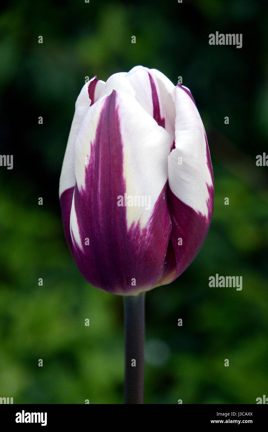 Single Purple & White Tulips, Tulipa 'Rems Favourite' on Dispaly at RHS ...