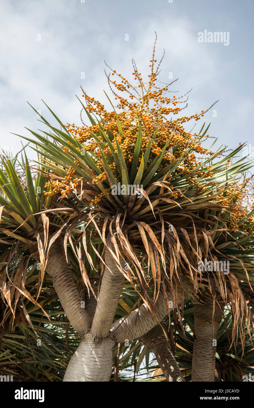 Dracaena draco fruit hi-res stock photography and images - Alamy