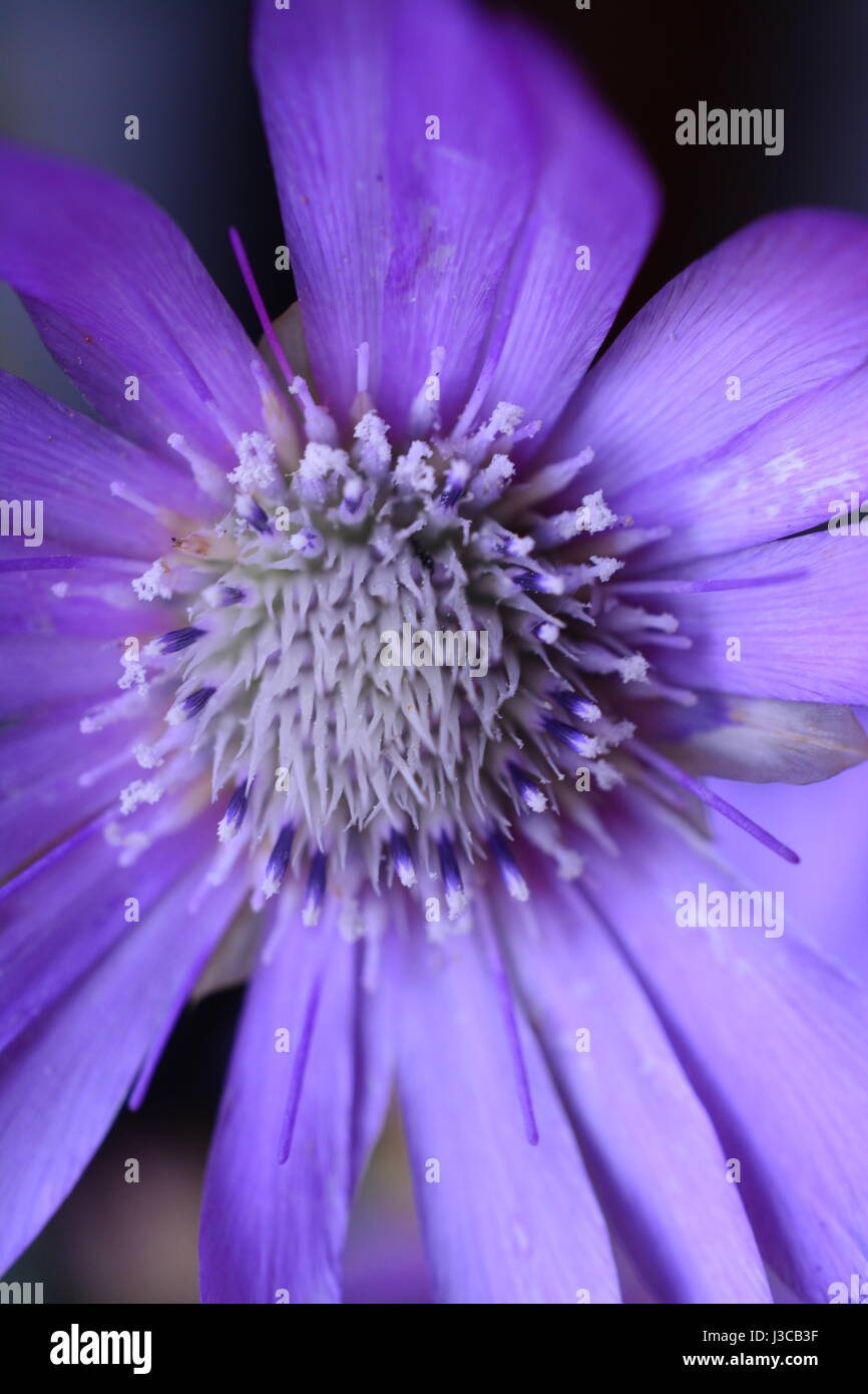 beautiful purple flowers Stock Photo - Alamy