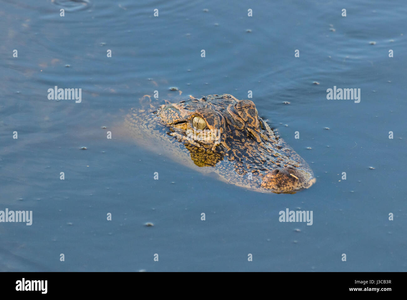 Alligator at Circle B Bar Reserve in Polk County in Lakeland Florida ...