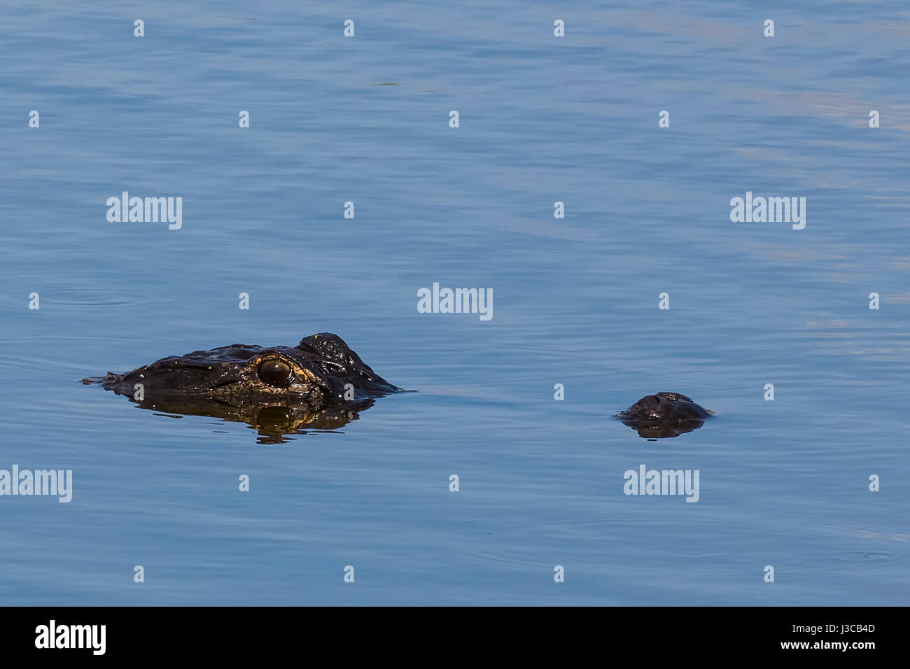 Alligator at Circle B Bar Reserve in Polk County in Lakeland Florida ...