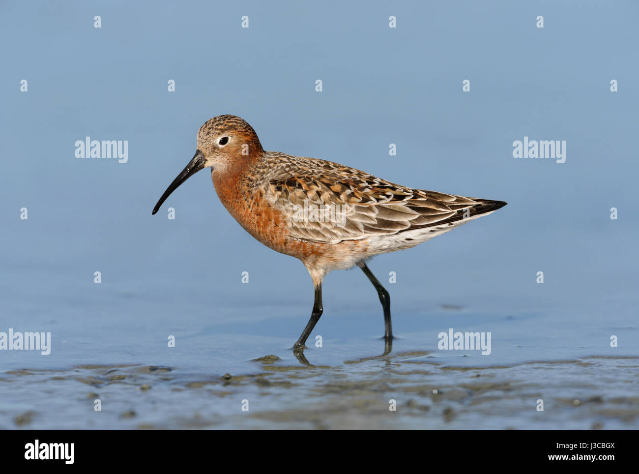 Curlew Sandpiper - Calidris ferruginea Stock Photo - Alamy