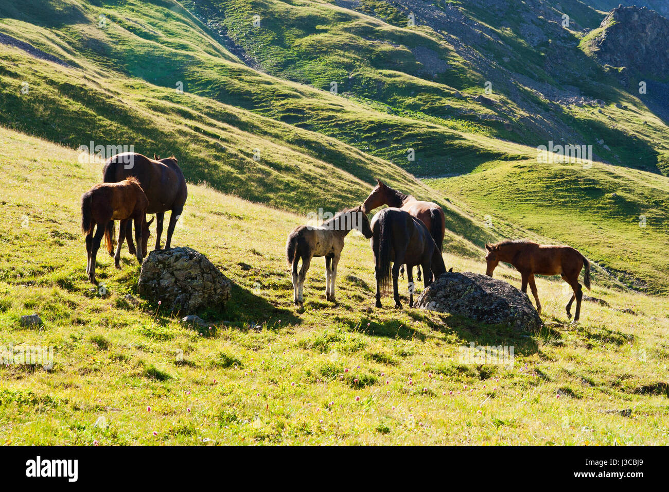 Caucasus Mountain Animal High Resolution Stock Photography and Images ...