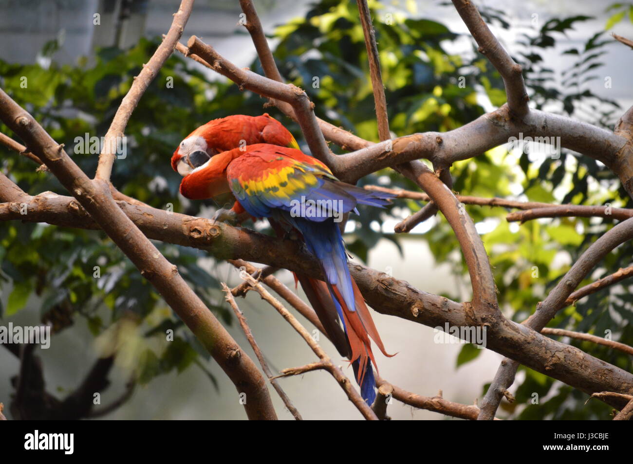 Playful Parrots Bio Dome , Montreal Canada Stock Photo - Alamy
