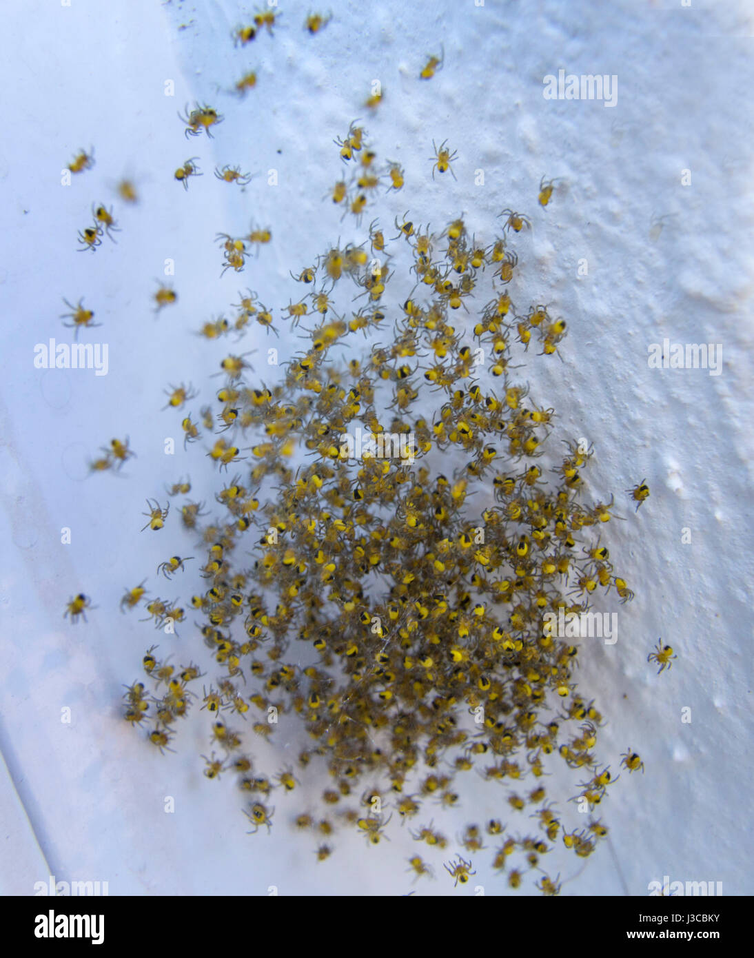 A nest of thousands of european garden spiders opens up (araneus ...