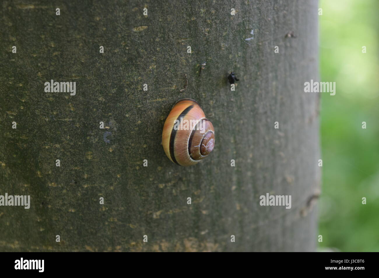 Snail on a tree Stock Photo - Alamy