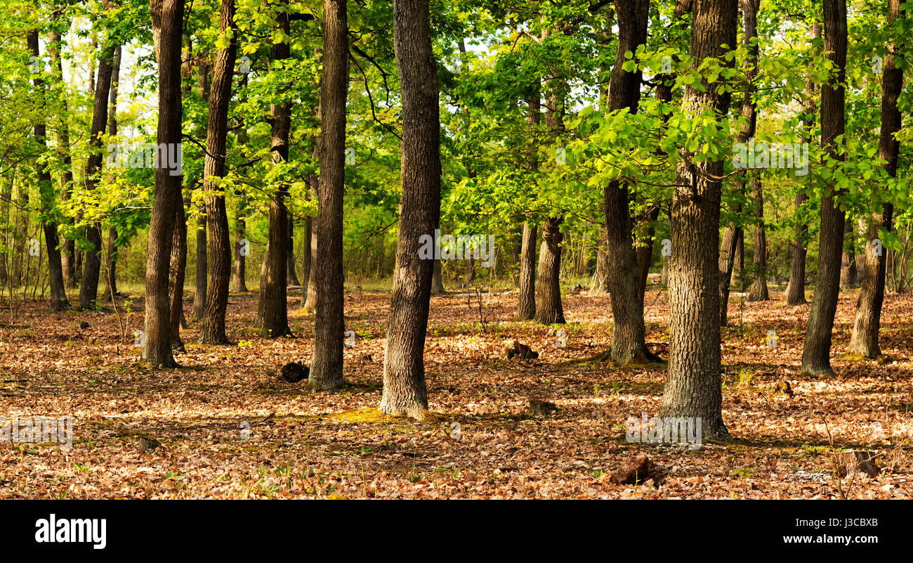 Green forest in spring time Stock Photo - Alamy